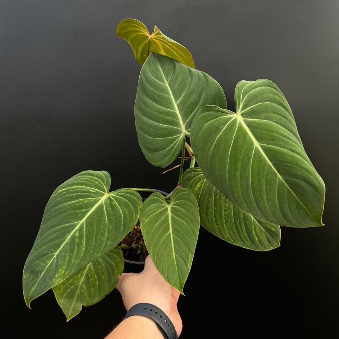 Philodendron Glorious, Furniture & Home Living, Gardening, Plants ...