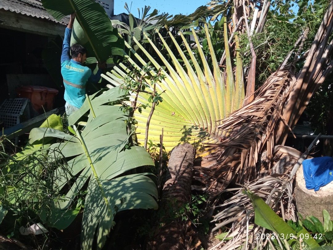 Potong pokok, Services, Home Services, Others on Carousell