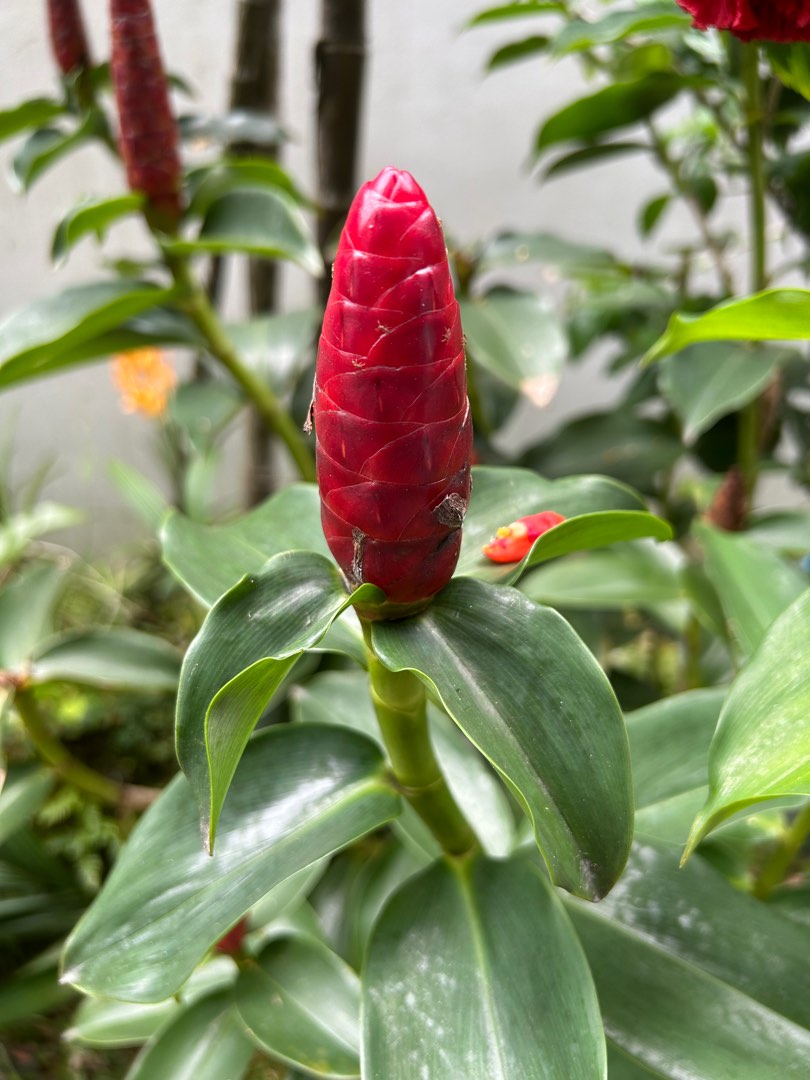 Red Button Ginger Plant, Furniture & Home Living, Gardening, Plants ...