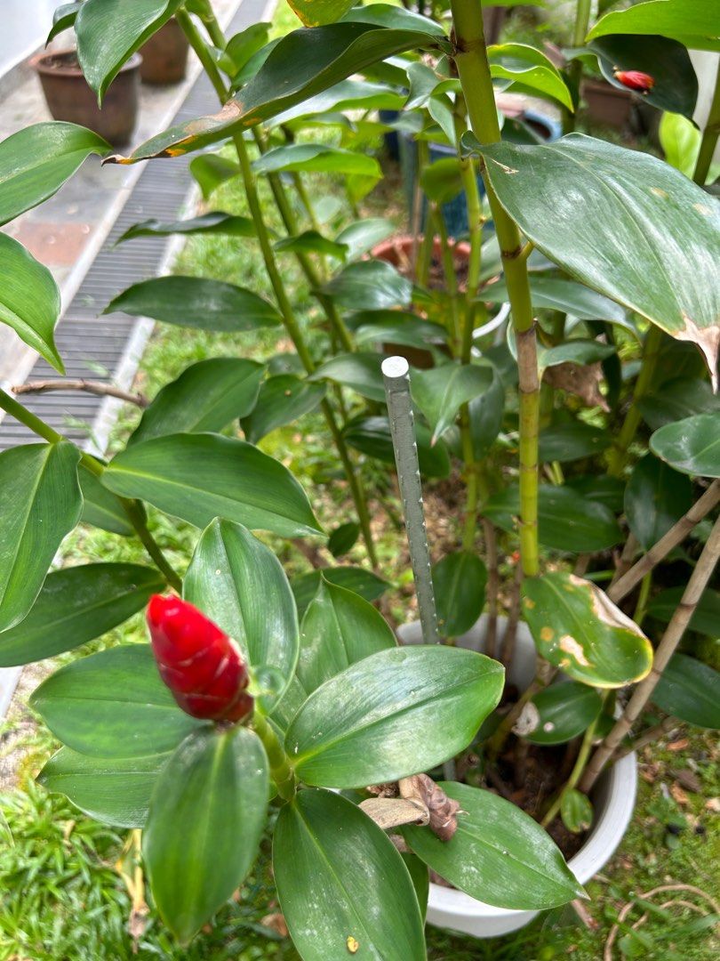 Red Button Ginger Plant, Furniture & Home Living, Gardening, Plants ...
