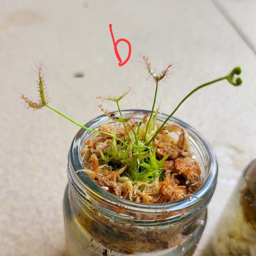 Sundew Drosera Binata var. Multifida Extrema Exotic Carnivorous Plant ...