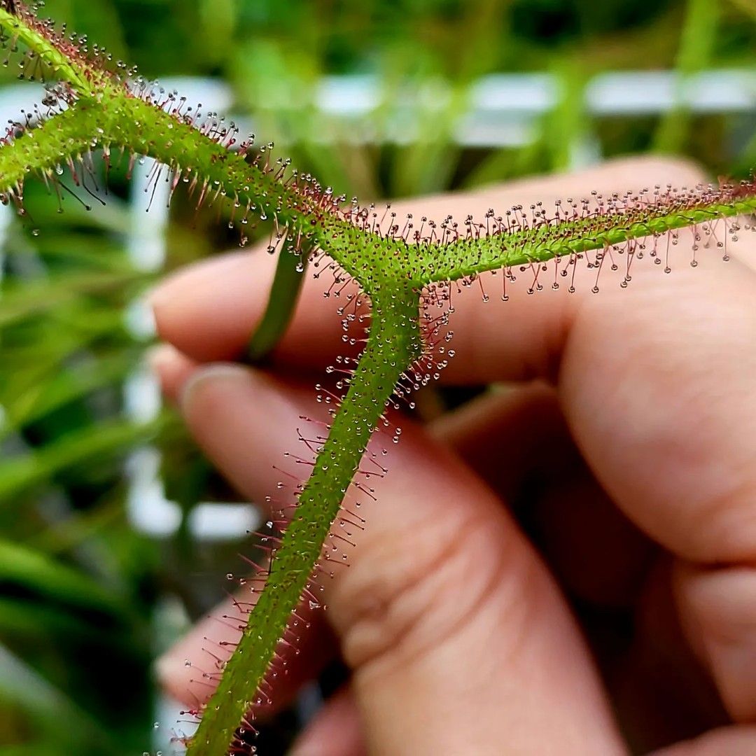 Sundew Drosera Binata var. Multifida Extrema Exotic Carnivorous Plant ...