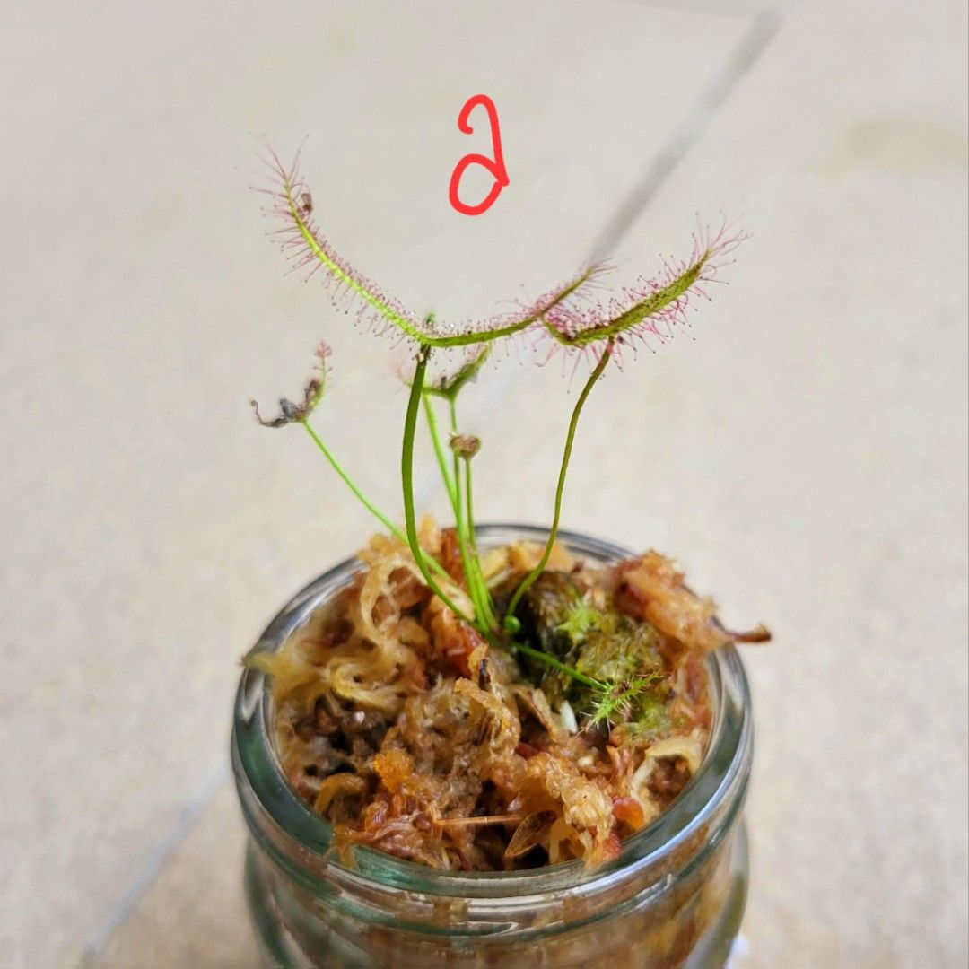 Sundew Drosera Binata var. Multifida Extrema Exotic Carnivorous Plant ...