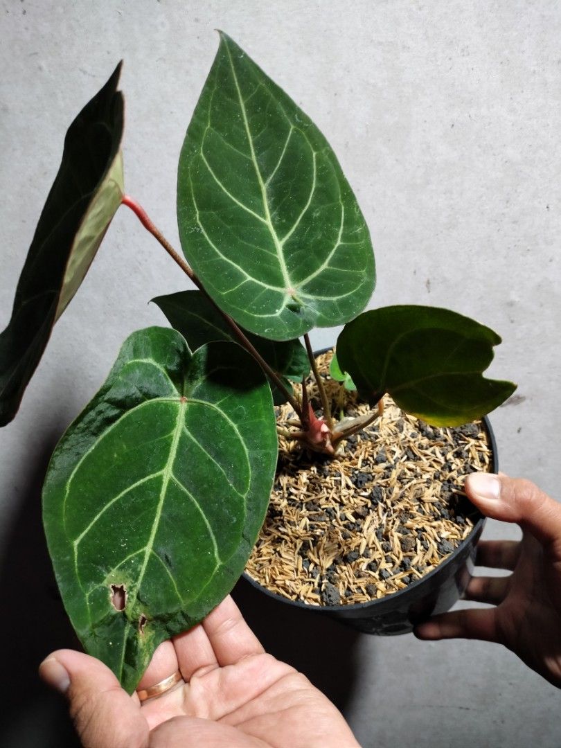 Anthurium Forgetti x Crystallinum, Furniture & Home Living, Gardening ...