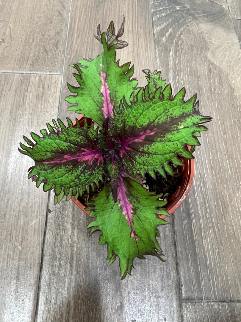 Coleus Citron Ruffles (rare variety), Furniture & Home Living ...