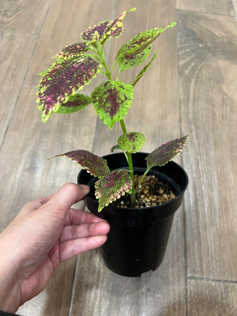 Coleus Pinata, Furniture & Home Living, Gardening, Plants & Seeds on ...