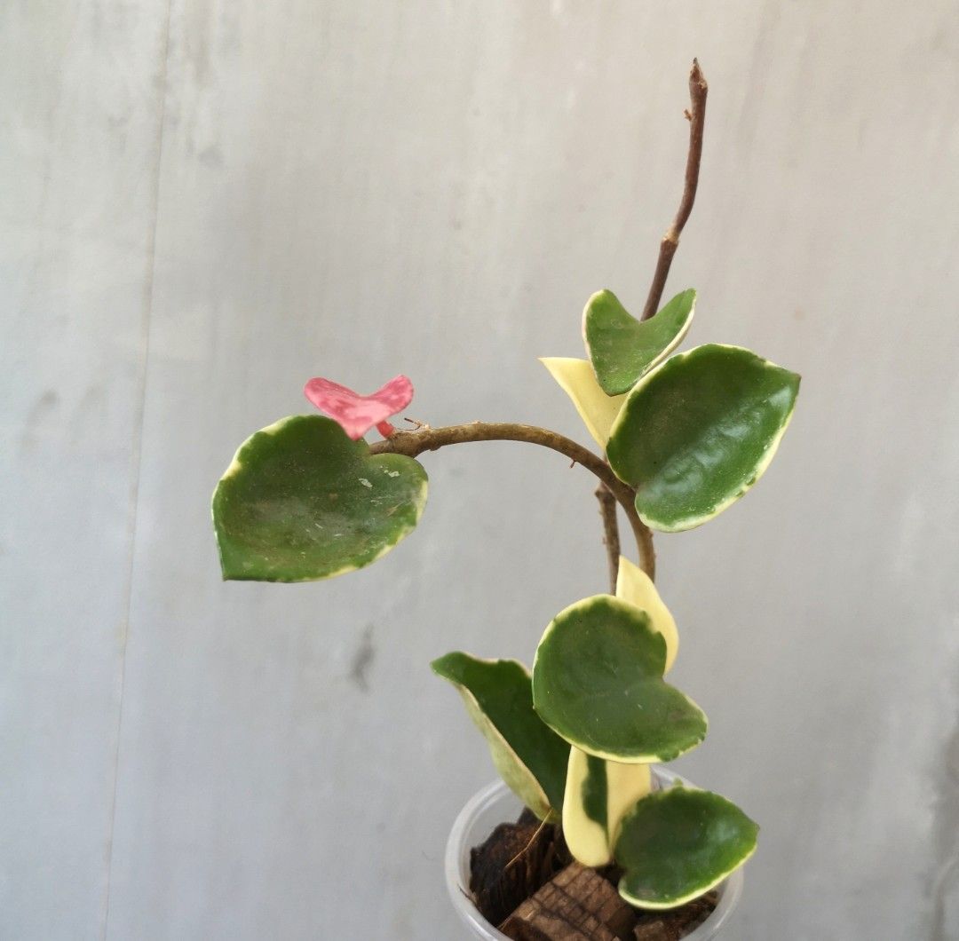 Hoya krimson queen on Carousell