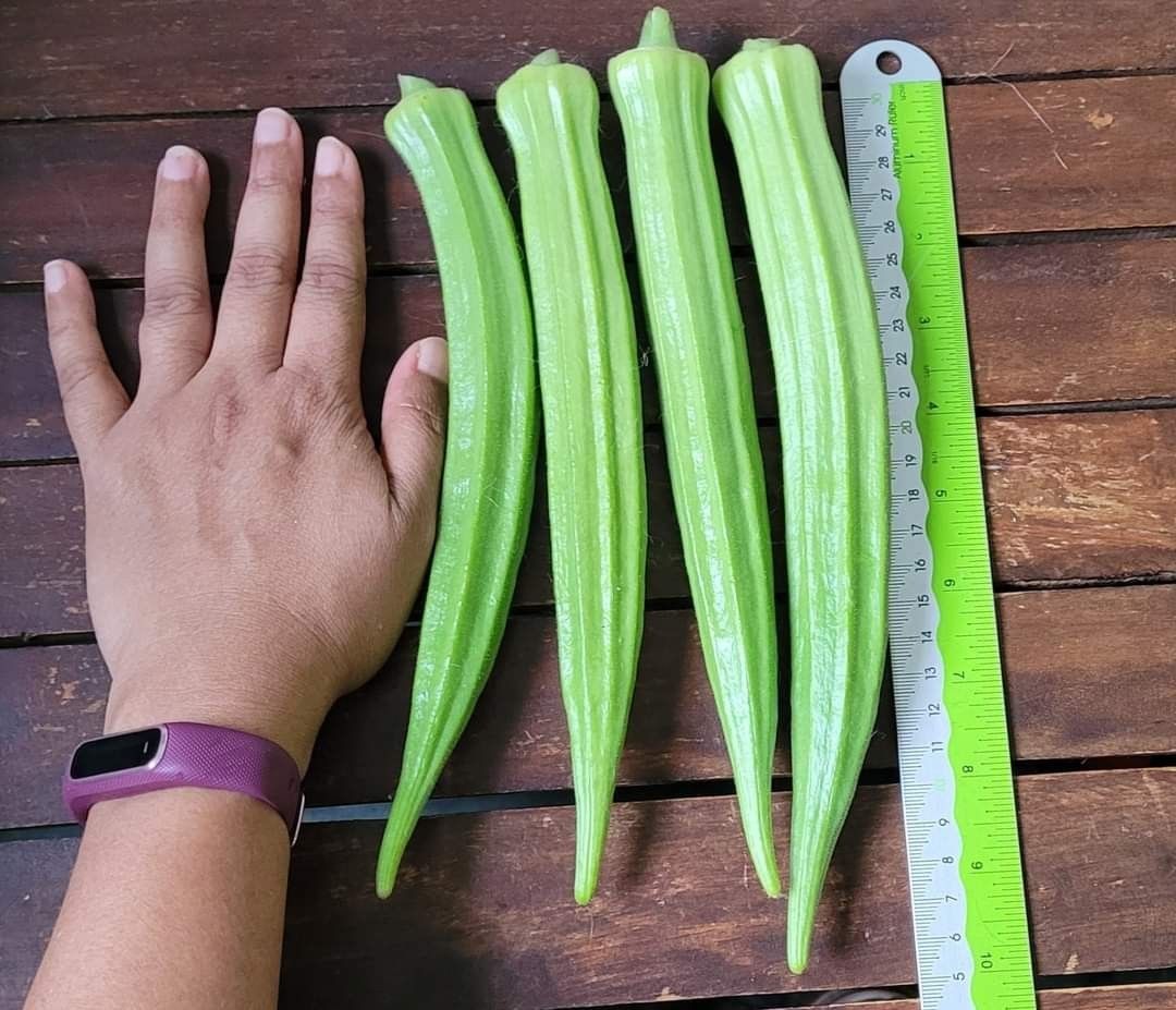 Lady Fingers Seeds / Okra - Torpedo variety, Furniture & Home Living ...