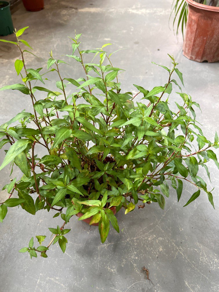 Laksa/Kesum (Herbs) plant, Furniture & Home Living, Gardening, Plants ...