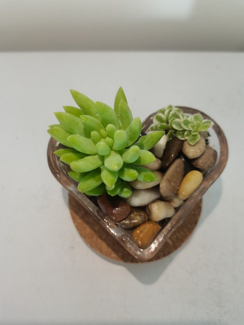 Potted Succelent Plant, Furniture & Home Living, Gardening, Plants ...