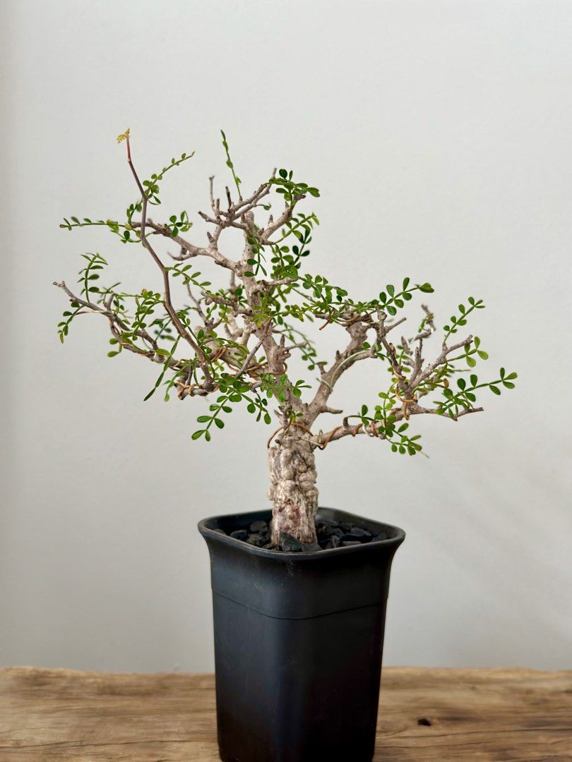 madagascar elephant tree