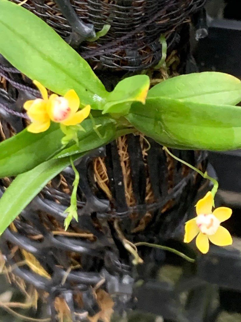 Thrixspermum Merguense, Furniture & Home Living, Gardening, Plants ...