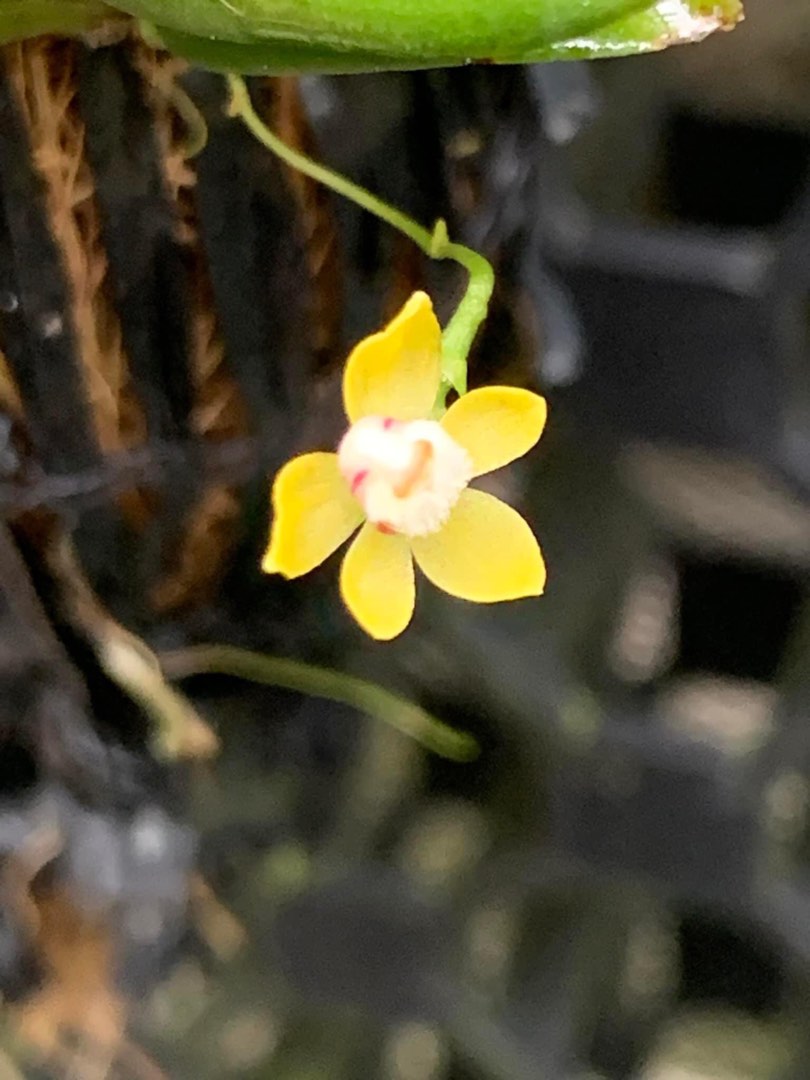 Thrixspermum Merguense, Furniture & Home Living, Gardening, Plants ...