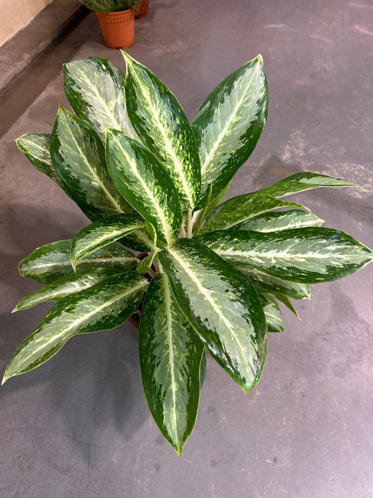 Aglaonema Snow White, Furniture & Home Living, Gardening, Plants ...