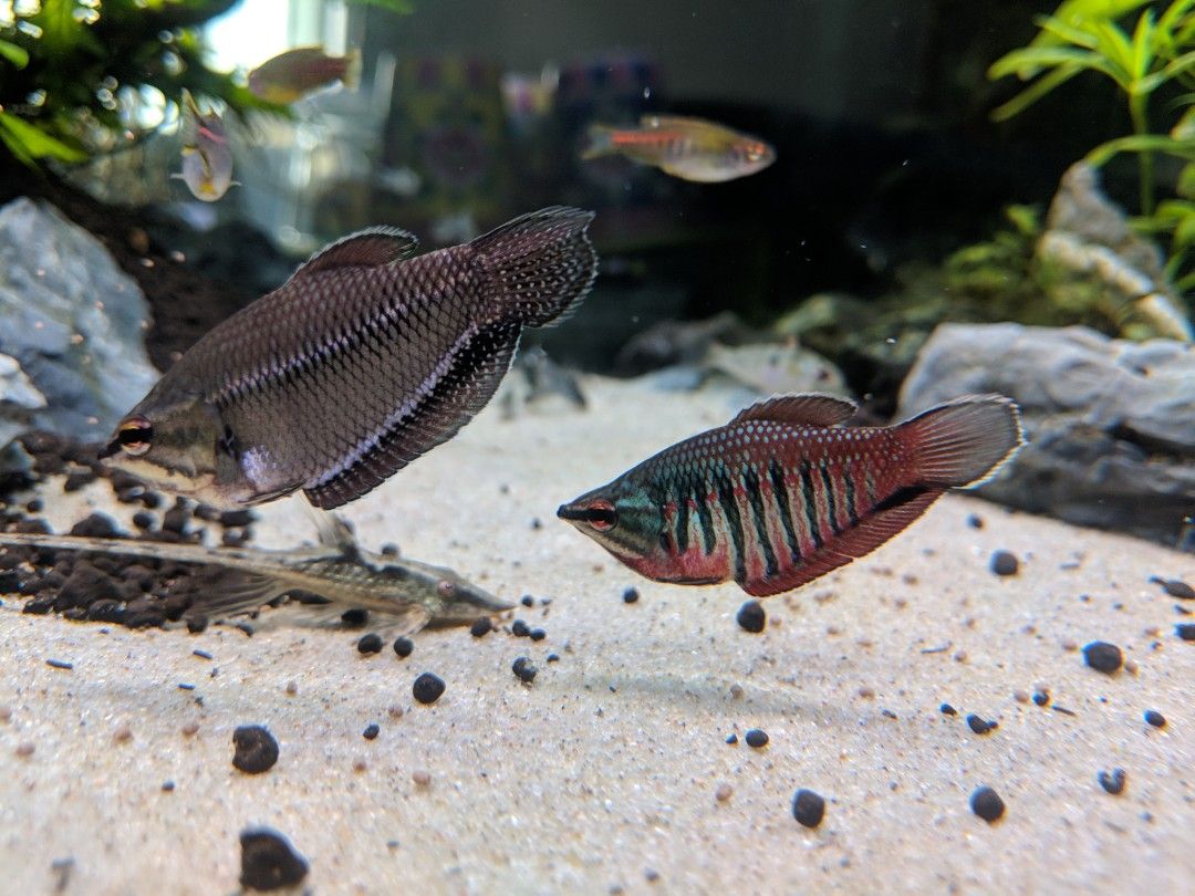 3 Feet Fish Tank (Braceless Glass Aquarium), Pet Supplies, Homes ...