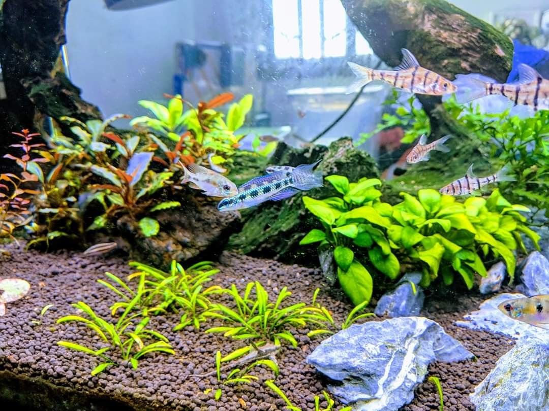 3 Feet Fish Tank (Braceless Glass Aquarium), Pet Supplies, Homes ...
