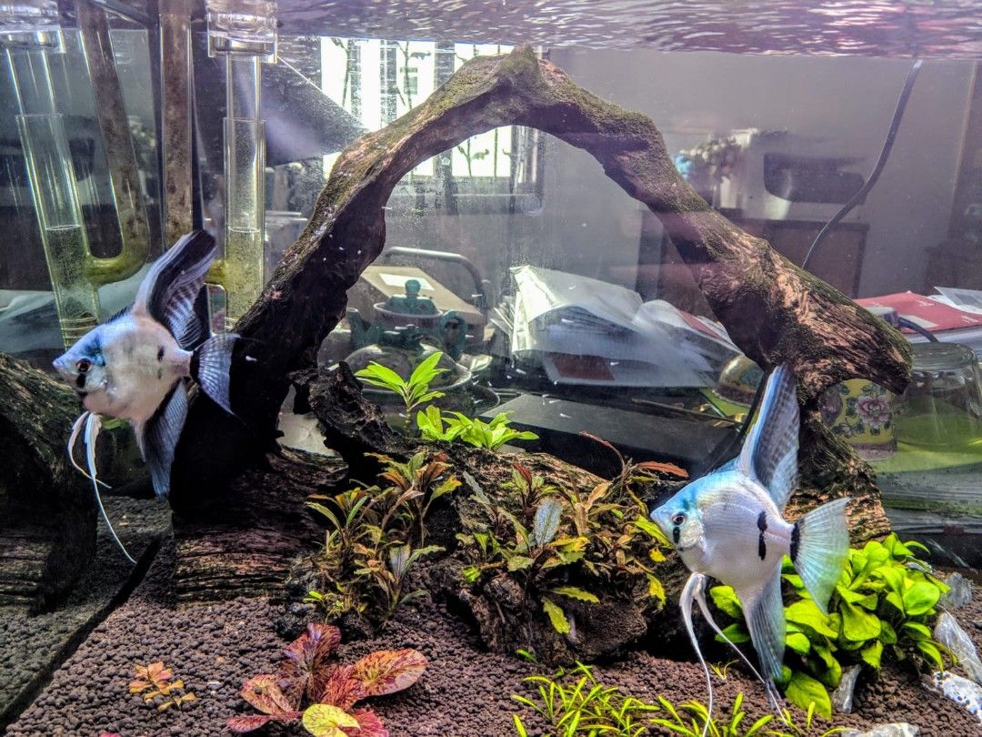3 Feet Fish Tank (Braceless Glass Aquarium), Pet Supplies, Homes ...