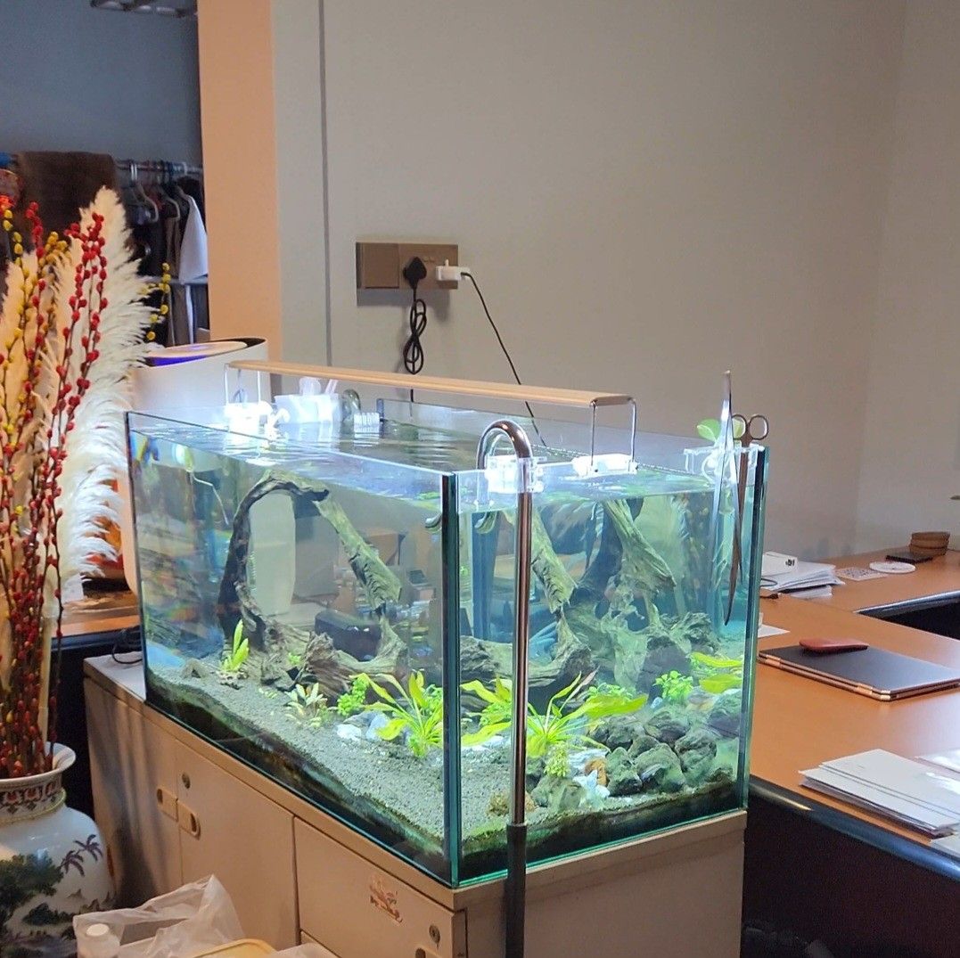 3 Feet Fish Tank (Braceless Glass Aquarium), Pet Supplies, Homes ...