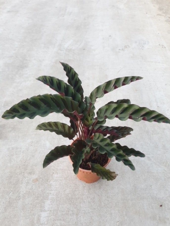 Calathea Gandersii (15cm pot), Furniture & Home Living, Gardening ...