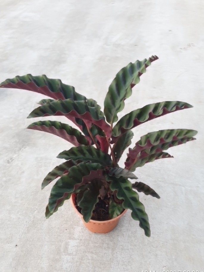 Calathea Gandersii (15cm pot), Furniture & Home Living, Gardening ...