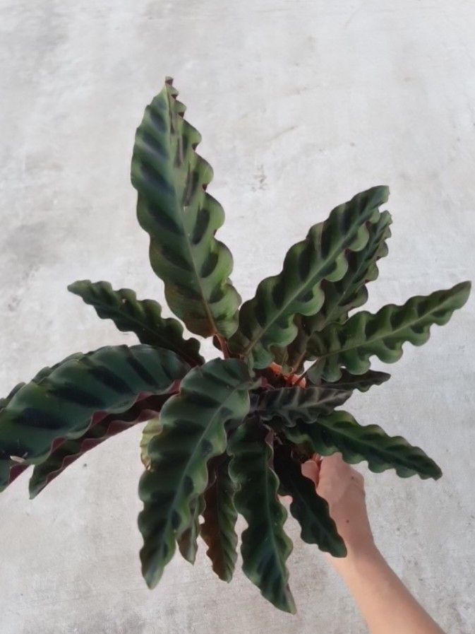 Calathea Gandersii (15cm pot), Furniture & Home Living, Gardening ...