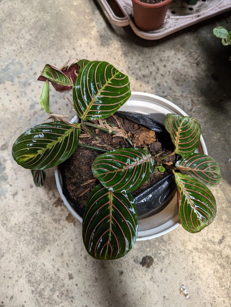 Calathea Red Marantha plant on Carousell