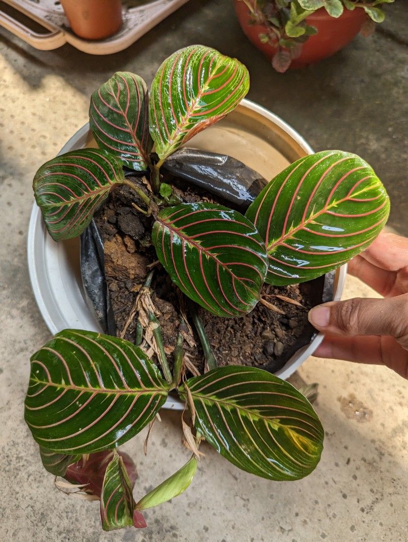 Calathea Red Marantha plant on Carousell
