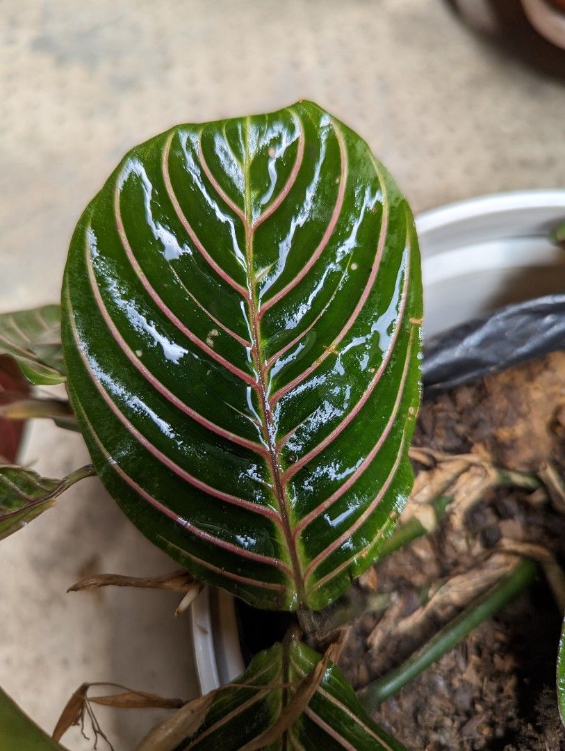 Calathea Red Marantha plant on Carousell