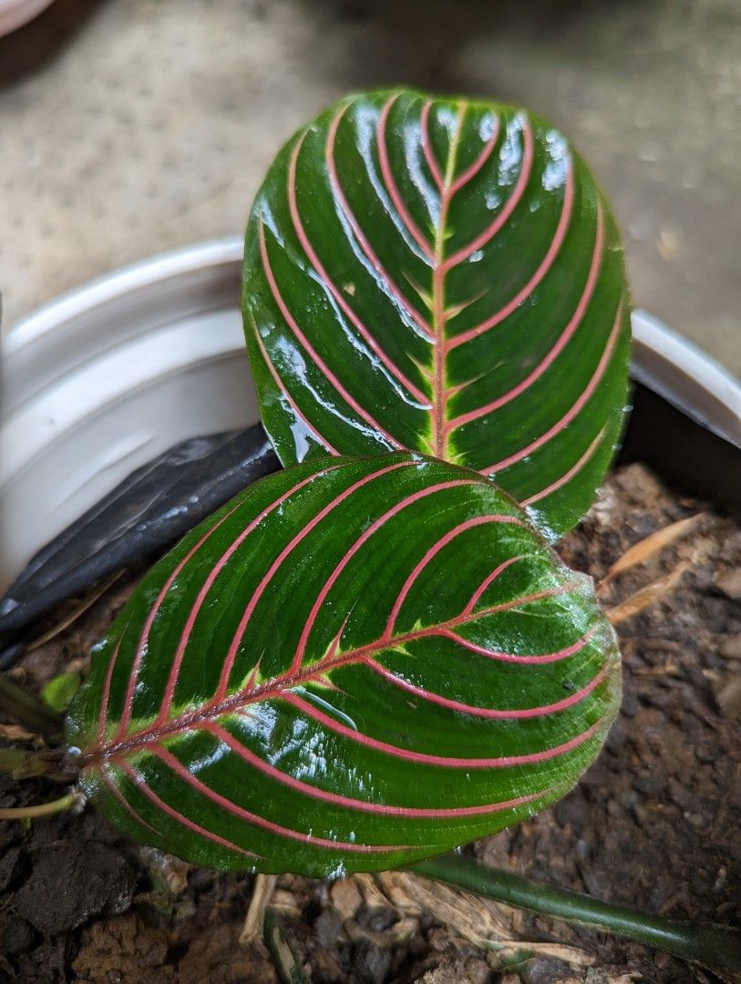 Calathea Red Marantha plant on Carousell