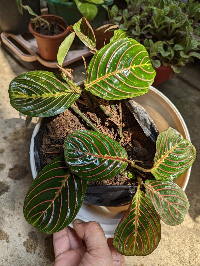 Calathea Red Marantha plant on Carousell