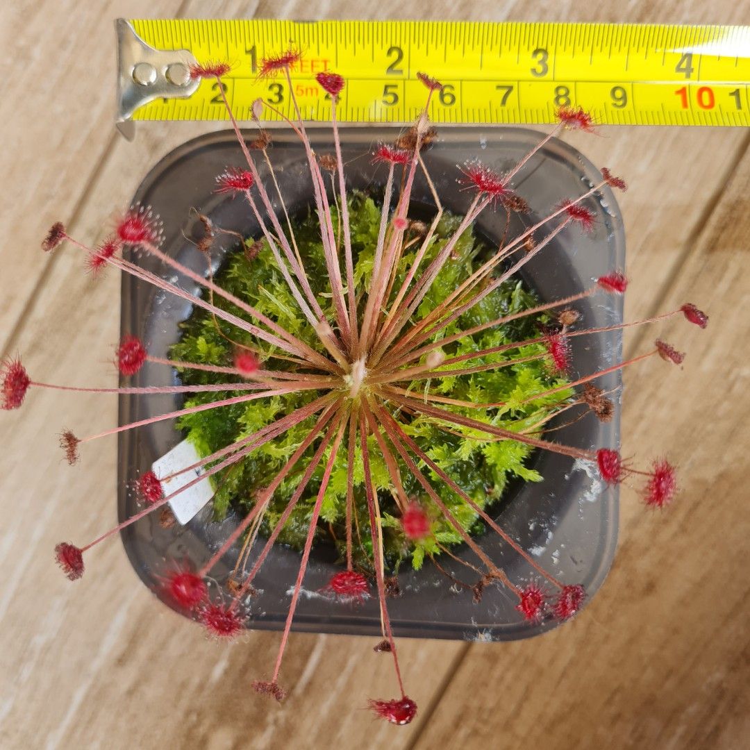 Drosera paradoxa (sundew), carnivorous plant, Furniture & Home Living ...
