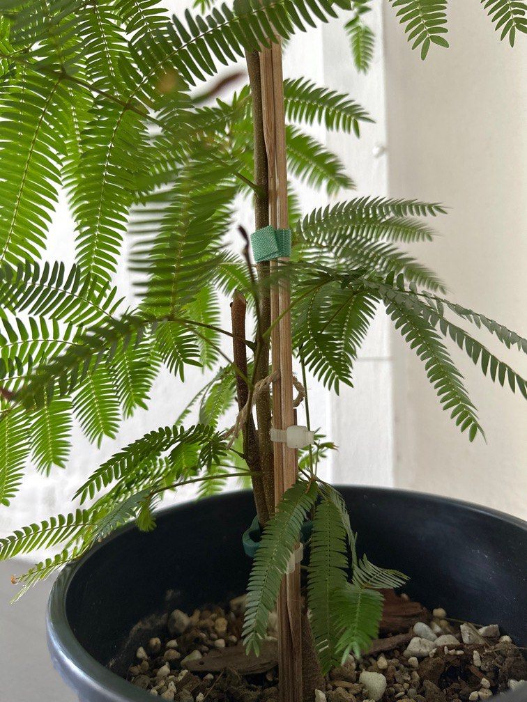 Everfresh 1m tall (pithecellobium confertum), Furniture & Home Living ...