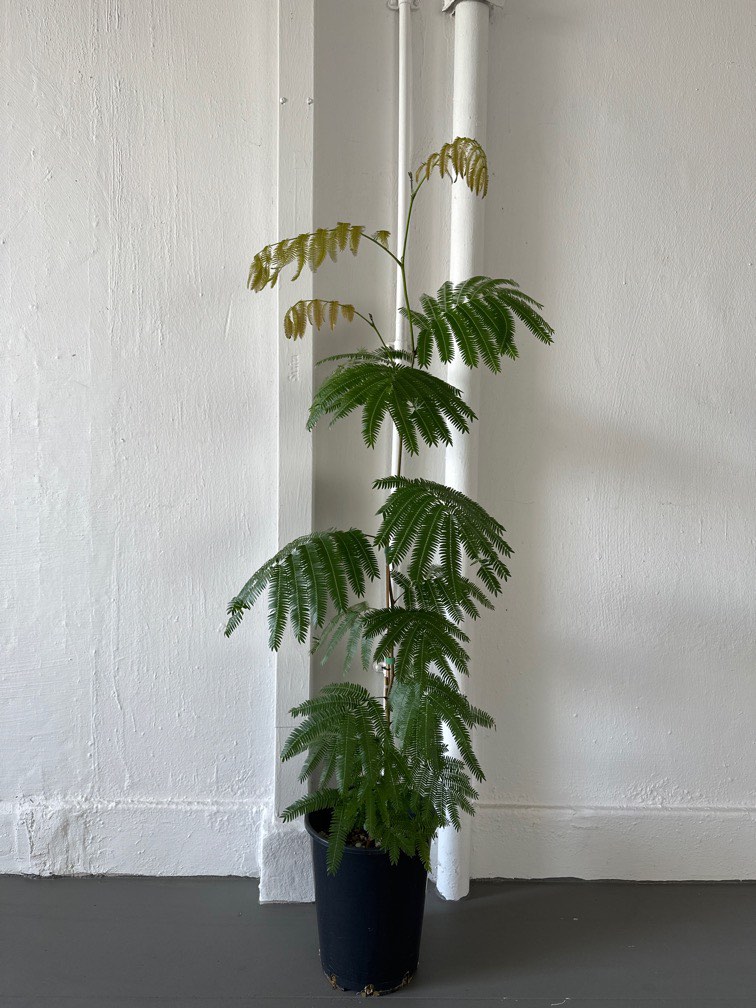 Everfresh 1m tall (pithecellobium confertum), Furniture & Home Living ...