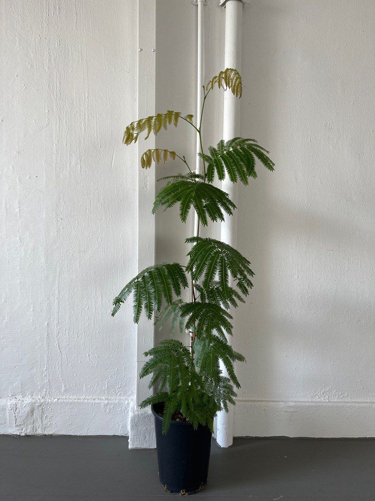 Everfresh 1m tall (pithecellobium confertum), Furniture & Home Living ...