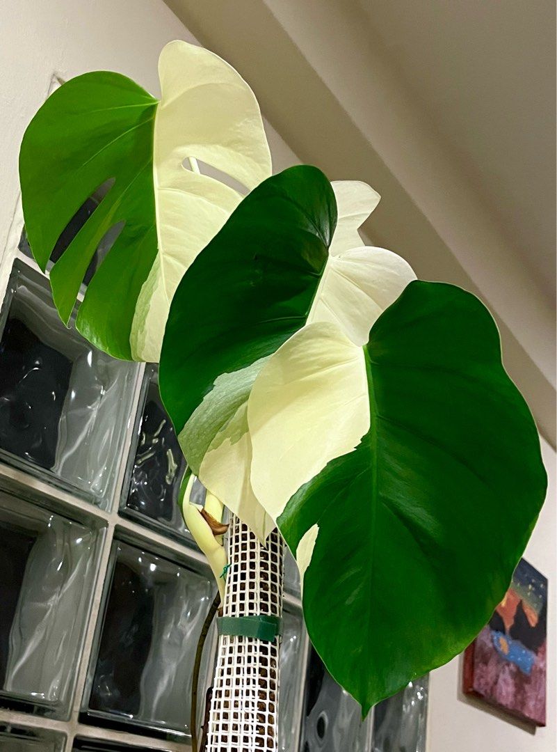 Monstera albo sectoral half moon, Furniture & Home Living, Gardening ...