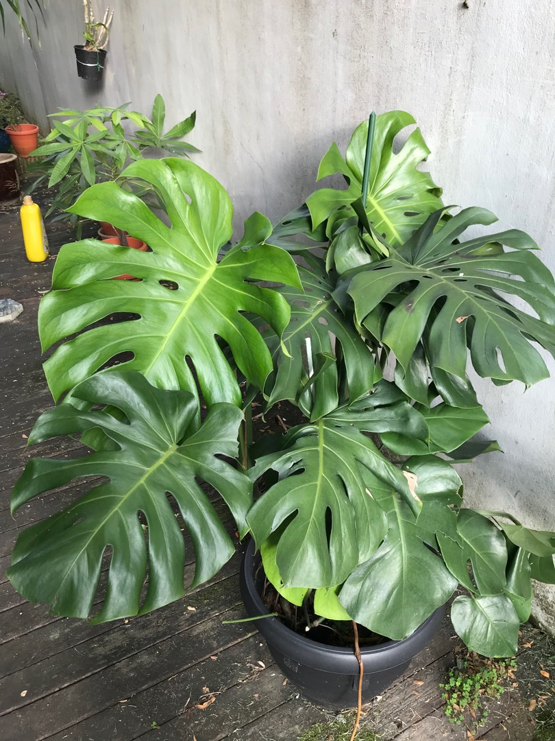 Monstera plant in large pot, Furniture & Home Living, Gardening, Plants ...