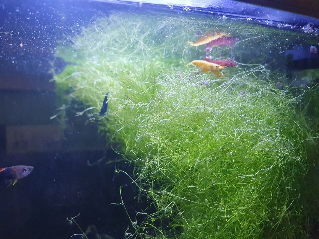Moss-like floating plant for aquarium, Furniture & Home Living ...