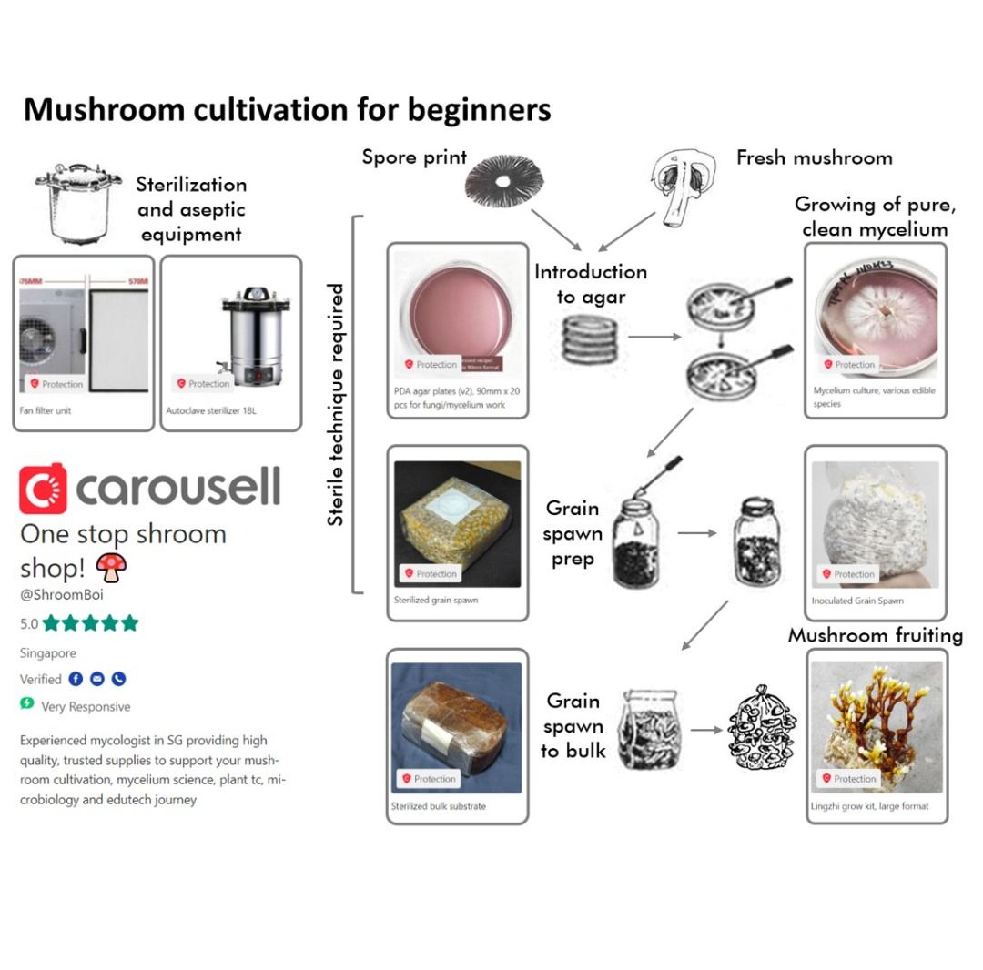 Infographics: Mushroom cultivation for beginners, Announcements on ...