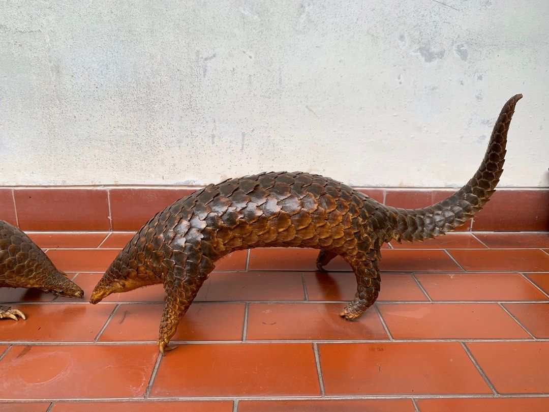 Trenggiling + musang offset, Antik, Furnitur di Carousell