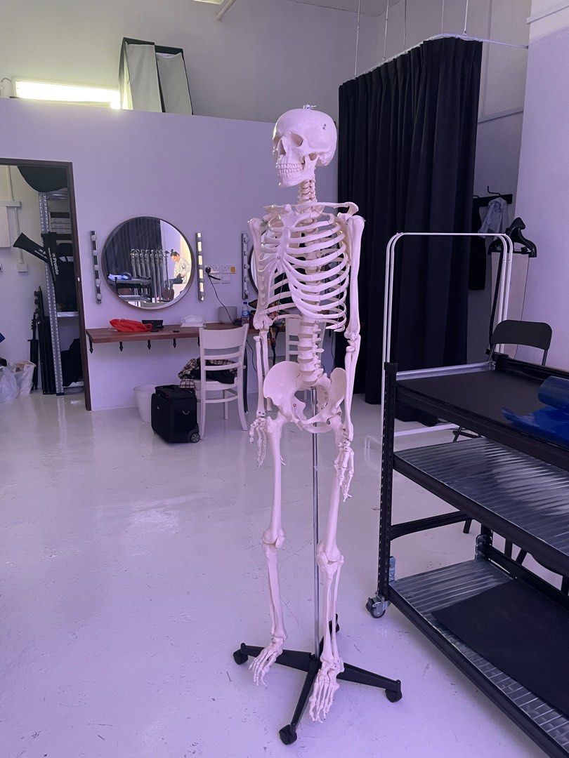 1.8m life size skeleton on stand, Everything Else on Carousell