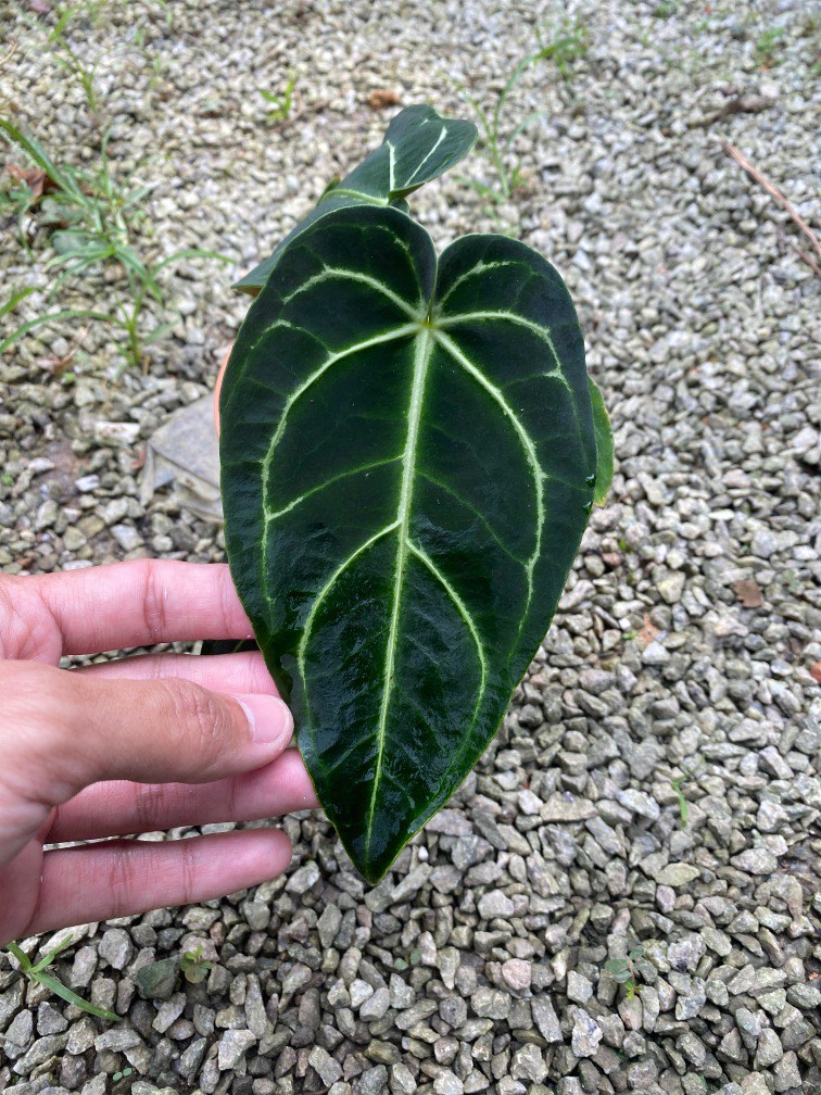 Anthurium Regale, Furniture & Home Living, Gardening, Plants & Seeds on ...