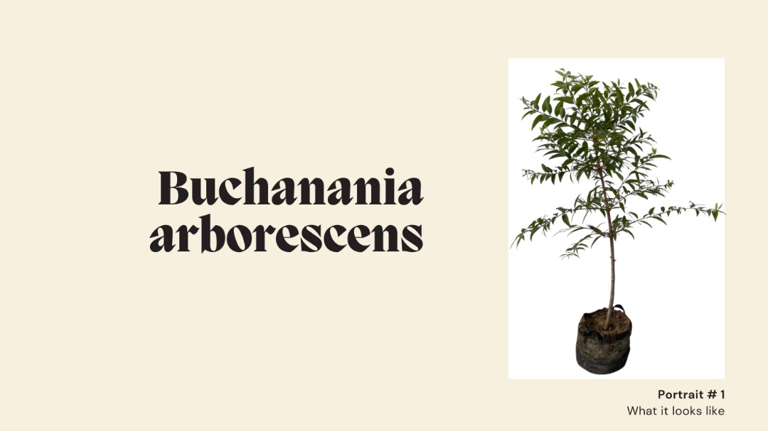 Buchanania Arborescens Tree, Furniture & Home Living, Gardening, Plants ...