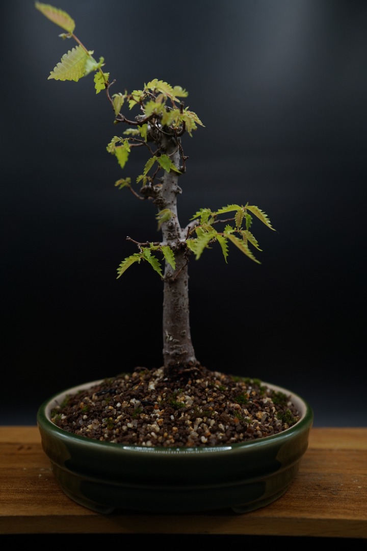 Japanese Elm Bonsai | Zelkova | Keyaki, Furniture & Home Living ...