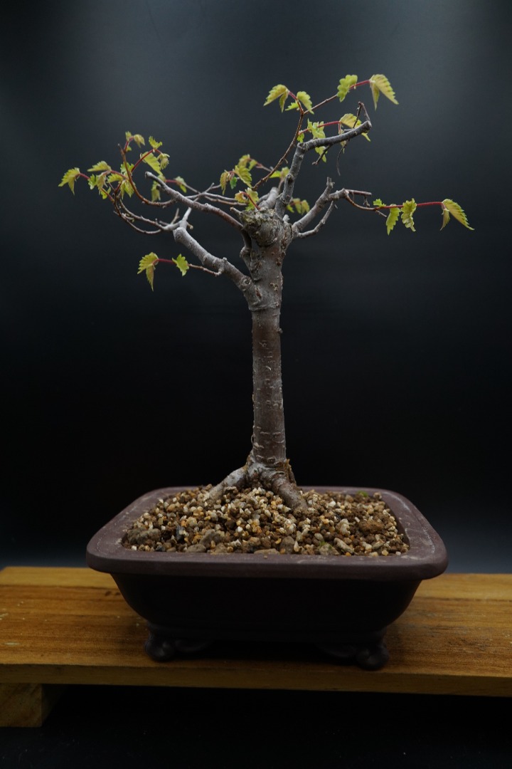 Japanese Elm Bonsai | Zelkova | Keyaki, Furniture & Home Living ...