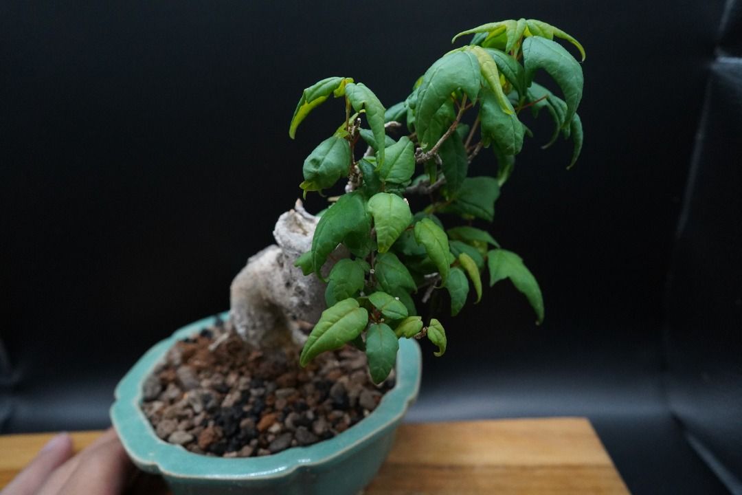 Kaede Trident Maple Bonsai, Furniture & Home Living, Gardening, Plants ...