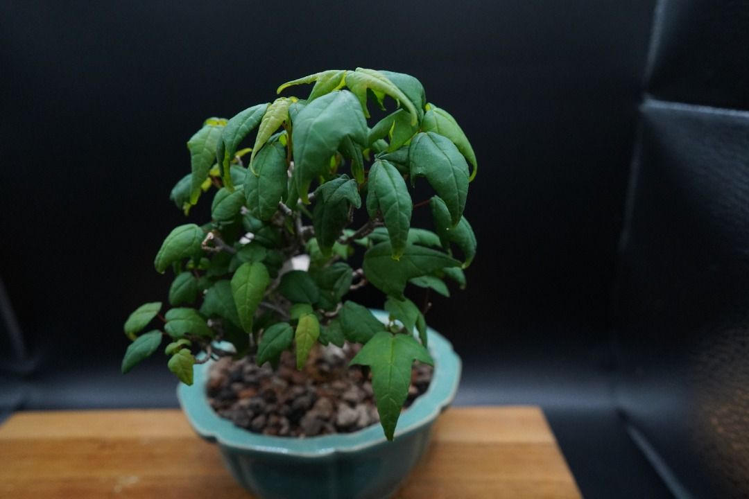 Kaede Trident Maple Bonsai, Furniture & Home Living, Gardening, Plants ...