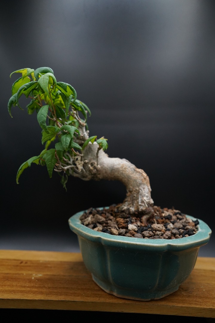 Kaede Trident Maple Bonsai, Furniture & Home Living, Gardening, Plants ...