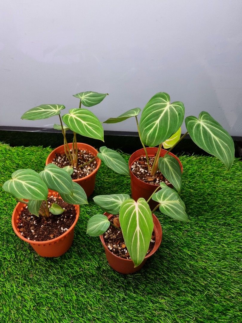 Philodendron Gloriosum Zebra (Small), Furniture & Home Living ...