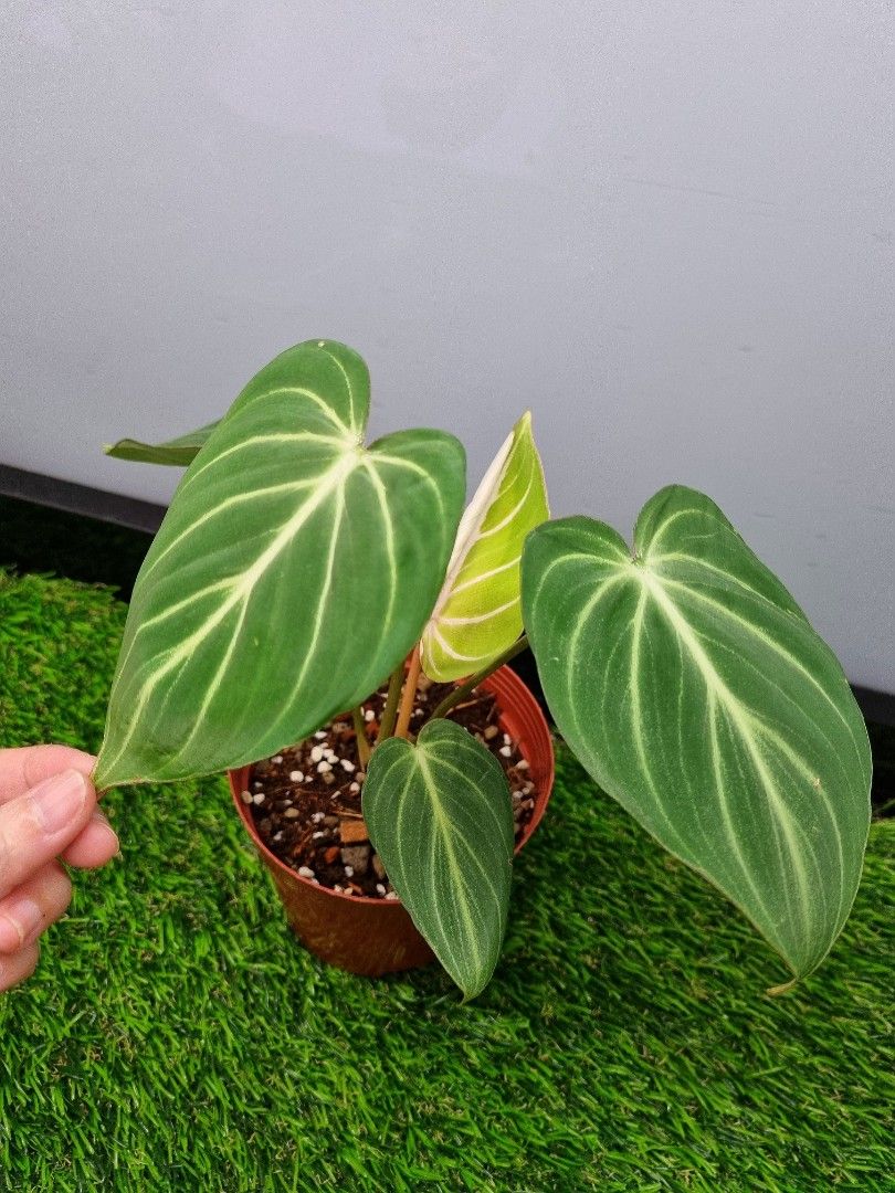 Philodendron Gloriosum Zebra (Small), Furniture & Home Living ...