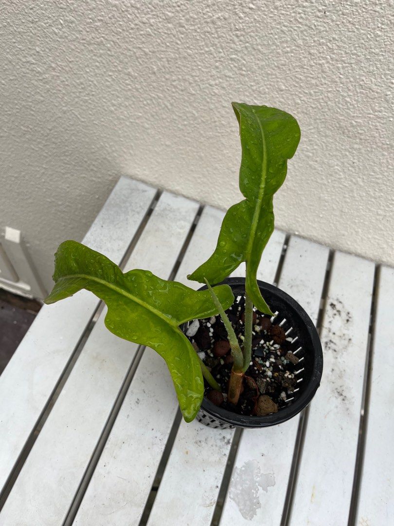 Philodendron Jerry Horne, Furniture & Home Living, Gardening, Plants ...